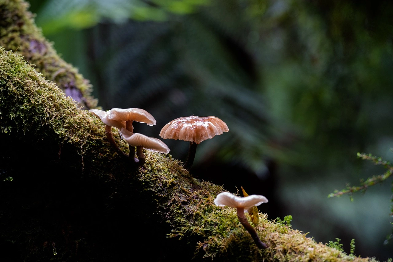 Habitat Fragmentation: Impact on Wildlife & Biodiversity